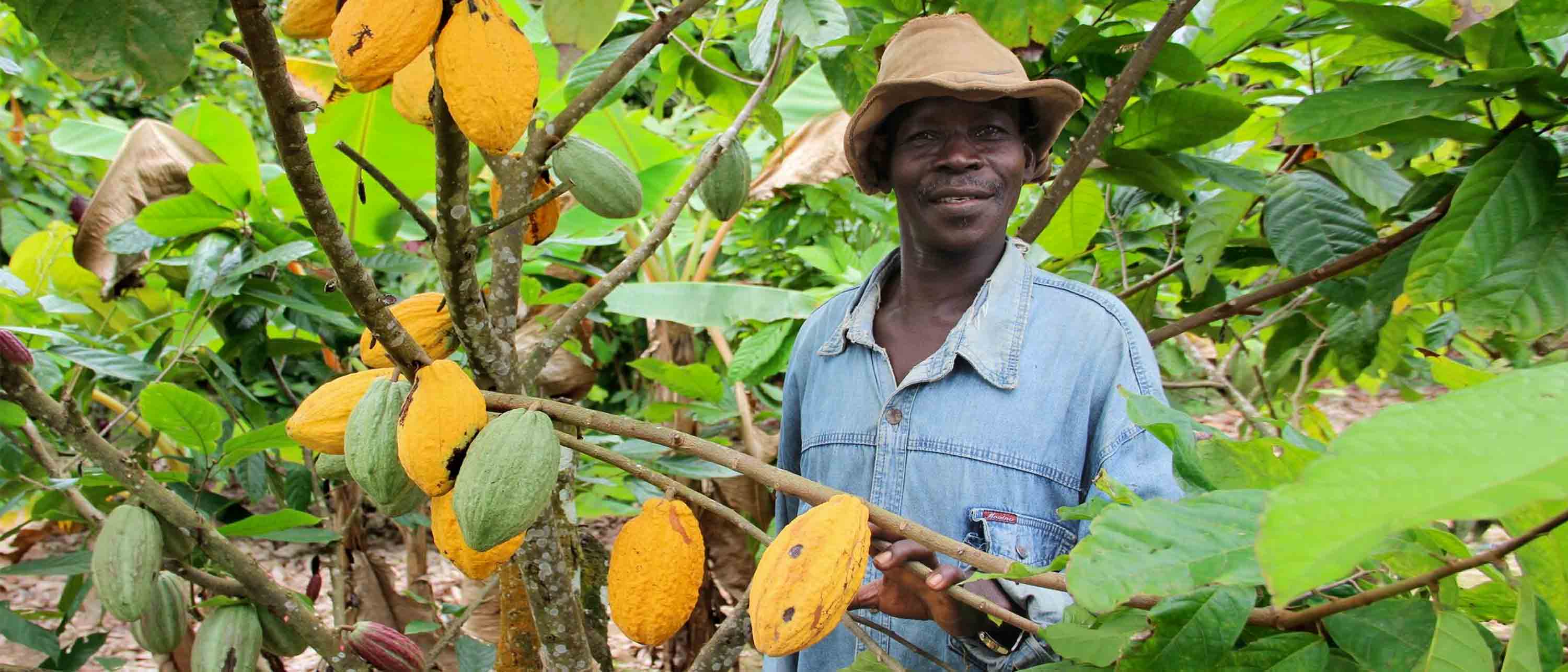 Helping cocoa farmers thrive Helping cocoa farmers thrive